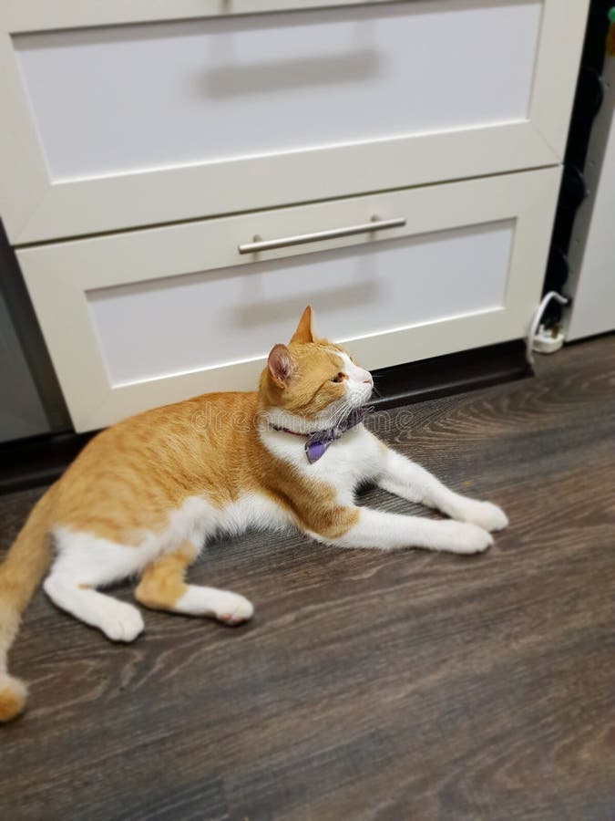 My cat snappy stock photo. Image of pets, lovers, cute - 127250426