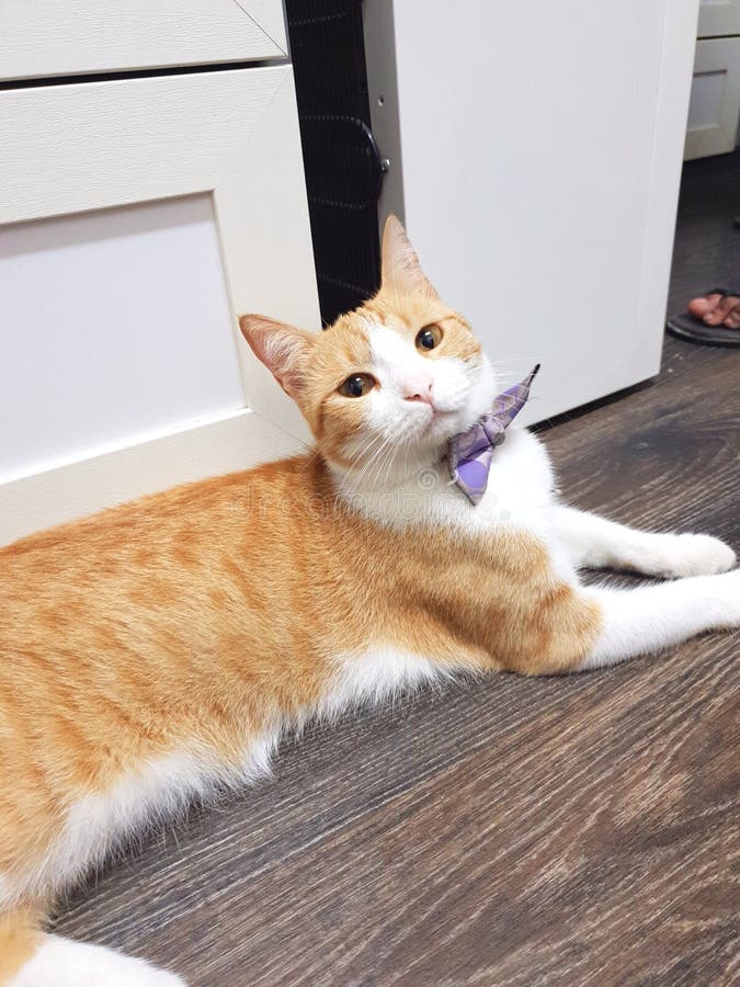 My cat snappy stock image. Image of pets, snappy, cute - 127250947