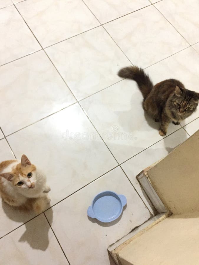 Cat lovers stock image. Image of lovers, waiting, cats - 270504481