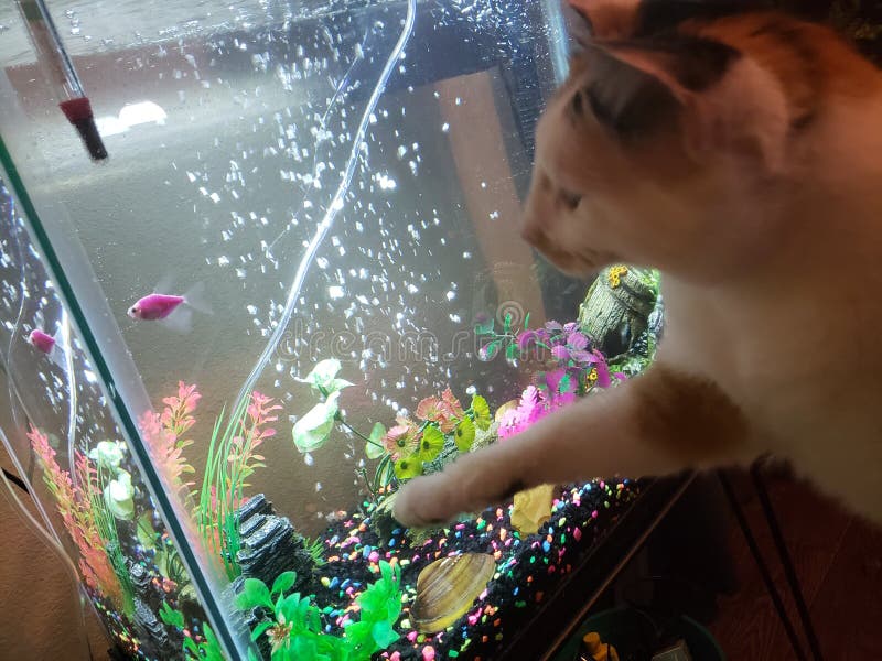 Cat Loves To Try Catching Fish Stock Photo - Image of loves, fish ...