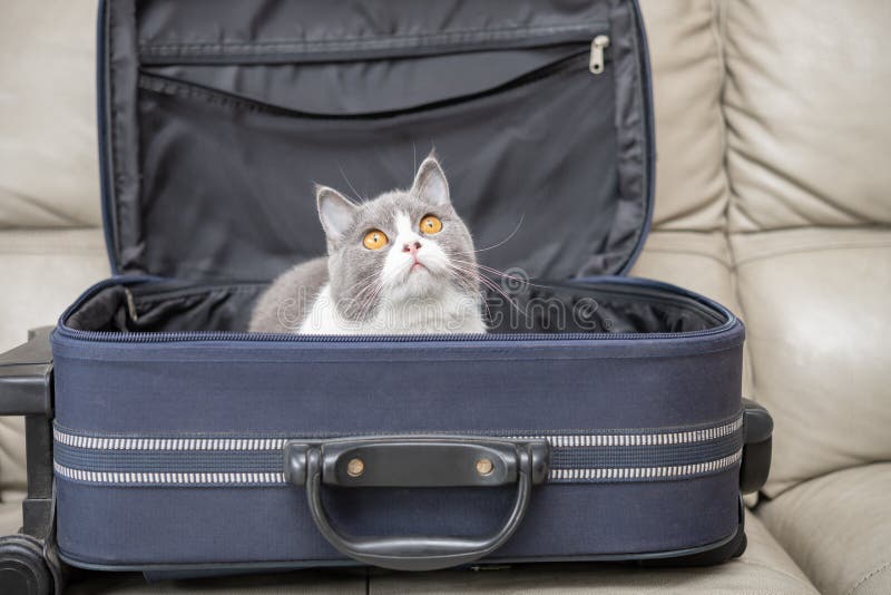 Cat in a luggage stock photo. Image of housecat, shorthair - 242065868