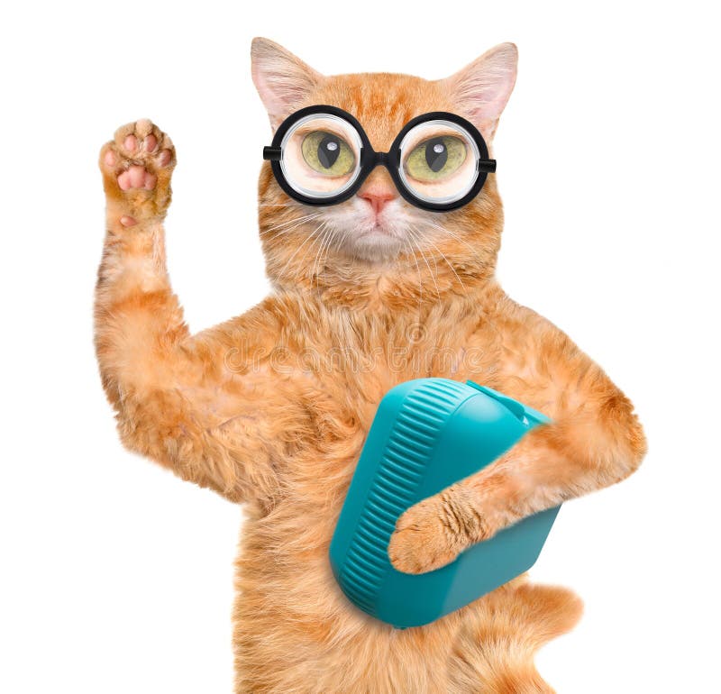 Cat with lunch box stock image. Image of organic, eating - 74863355