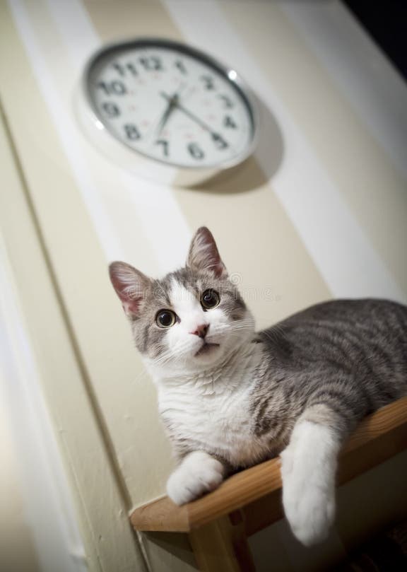 Cat - Lunch Time (looking at the Camera) !!! Stock Image - Image of ...