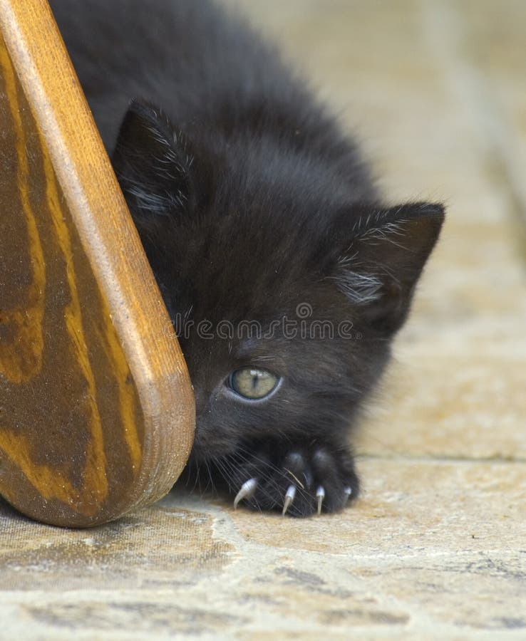 Cat Lurking Around The Corner Stock Photo - Image of hide, isolated ...