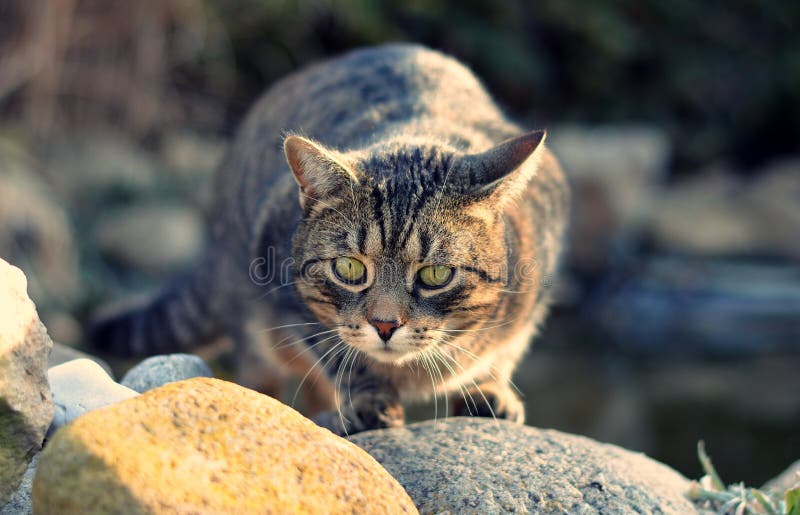 Cat lurking stock photo. Image of dangerous, lurking - 38907152