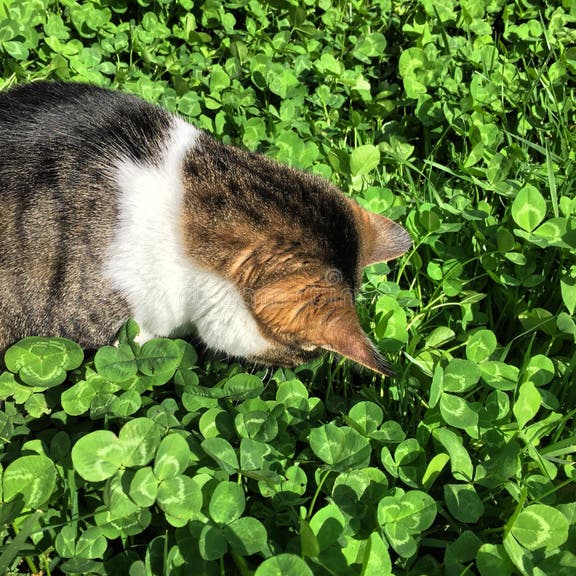 Cat in the Lush Clover Patch Stock Photo - Image of lush, grass: 109164524