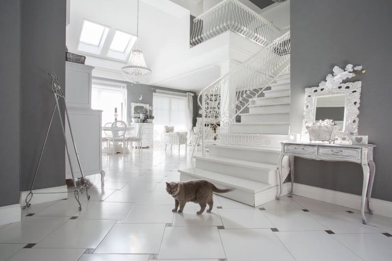 Cat in luxury interior stock photo. Image of design, open - 49097158
