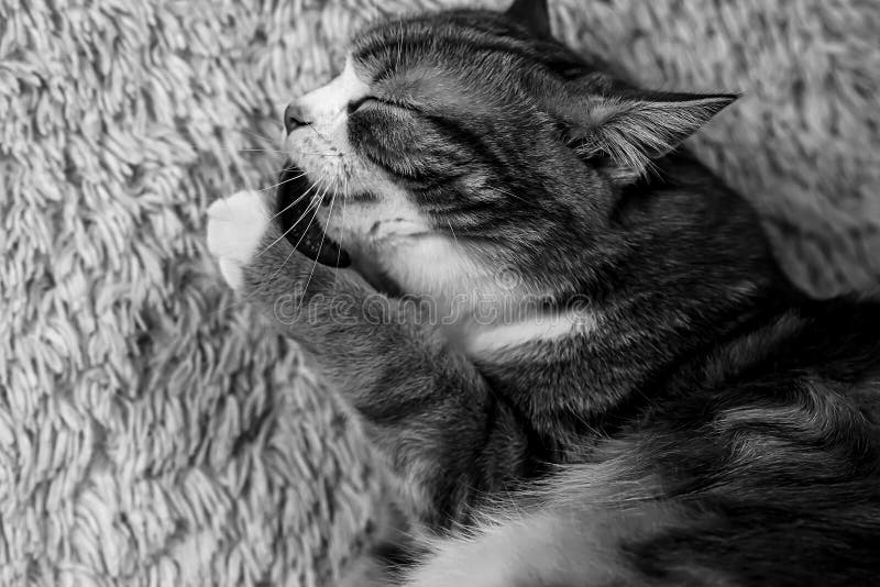 Cat Lying on Bed at Home.Red Cat Lying on the Bed. Pet on the Co Stock ...