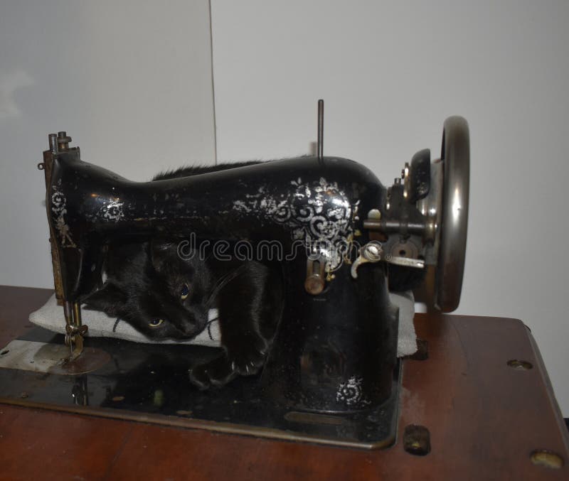 A Cat Lying Behind a Sewing Machine Stock Photo - Image of animal ...