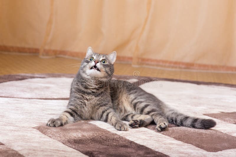 Cat lying on the carpet stock image. Image of whisker - 70109285