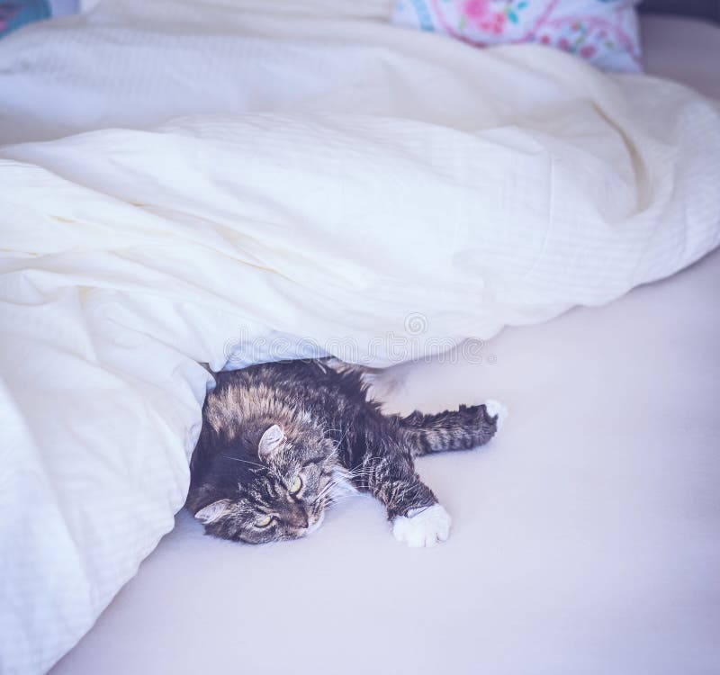 Cat is Lying Comfortably in Bed Stock Photo - Image of face, turquoise ...