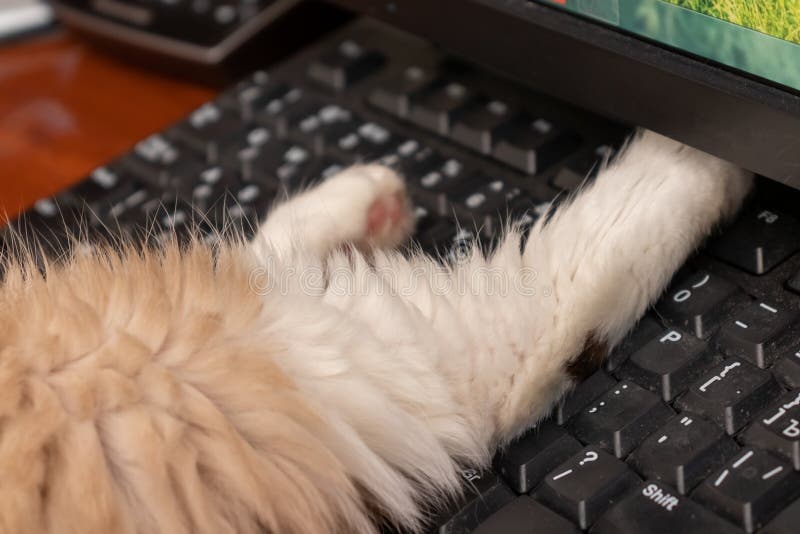 The Cat is Lying on a Computer Keyboard Stock Image - Image of office ...