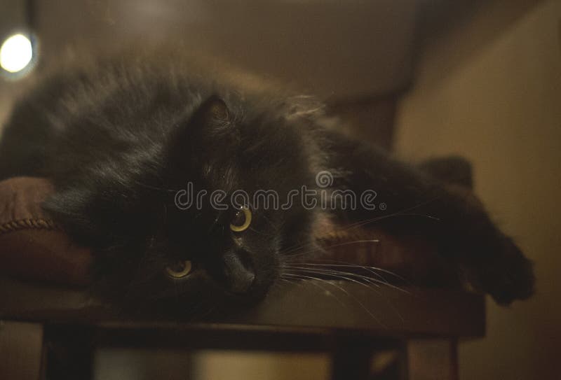 Cat lying on dark stool stock image. Image of animal - 108334025
