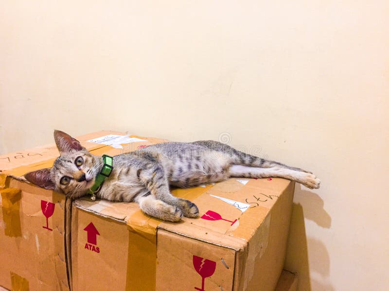 Lazy cat stock photo. Image of position, kitten, pose - 240759326