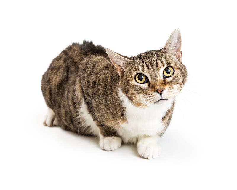 Cat Lying Down Looking Up Mignonne Curieuse Image stock - Image du ...