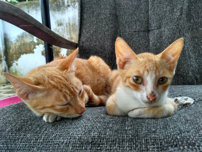 Cat Lying down together stock image. Image of orange - 136175859