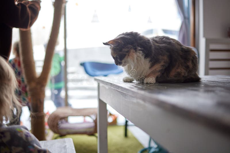 Cat Lying Down on Wooden Table Looking at Camera. Stock Image - Image ...