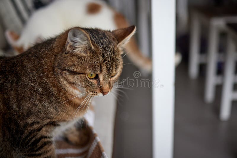 Cat Lying Down on Wooden Table Looking at Camera. Stock Photo - Image ...