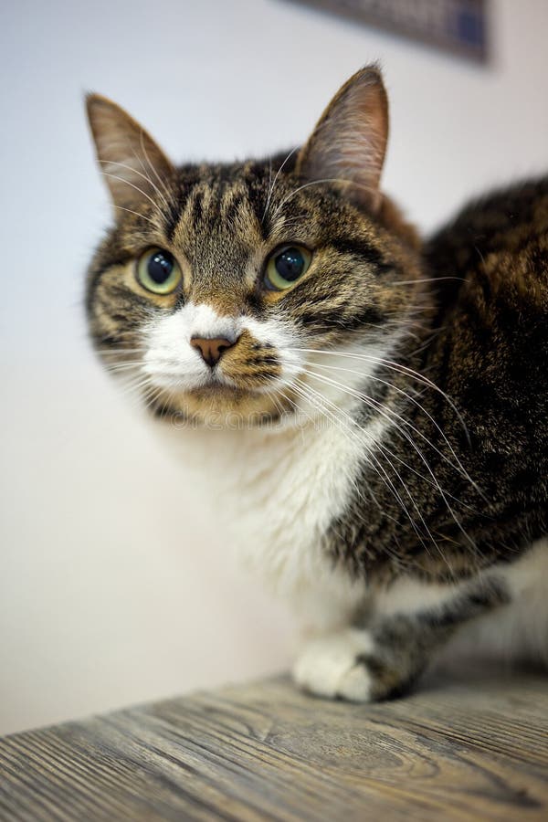 Cat Lying Down on Wooden Table Looking at Camera. Stock Image - Image ...
