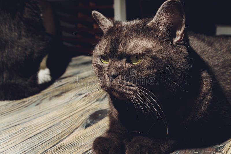 Cat Lying on an Floor. it is Also an Example of Selective Focus ...