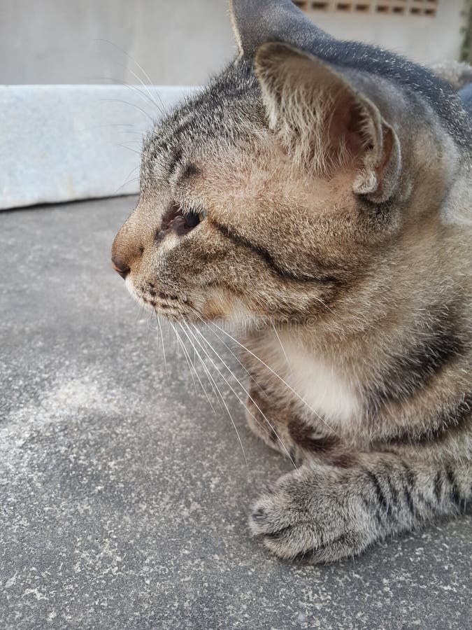 Cat lying on the floor stock image. Image of beautiful - 316738923