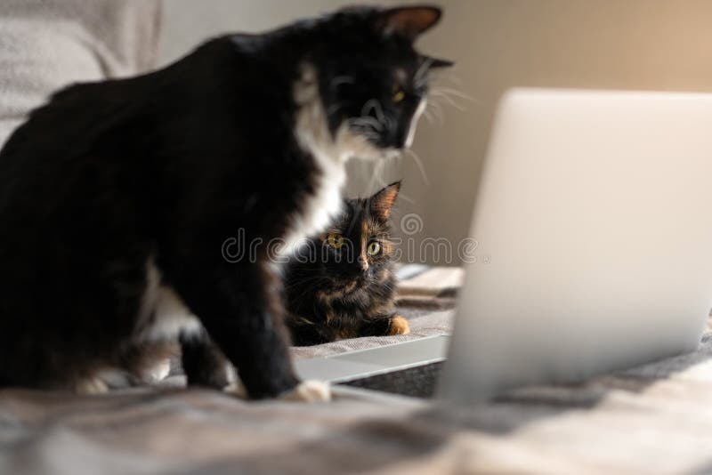 638 Cat Looking Computer Screen Stock Photos - Free & Royalty-Free ...