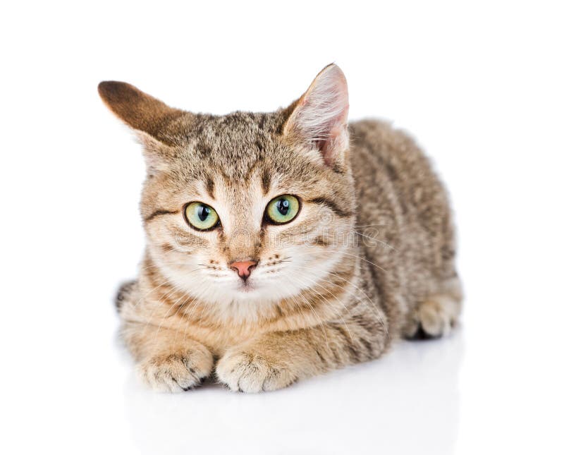 Cat Lying in Front and Looking at Camera. Isolated on White Stock Photo ...