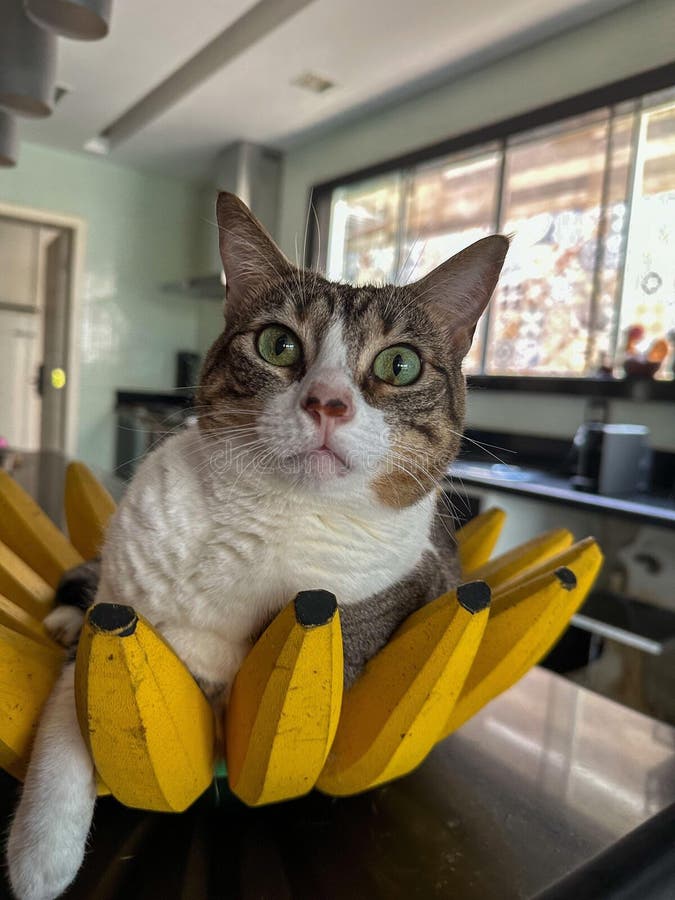 Distracted Cat Resting in Fruit Basket. Stock Photo - Image of banana ...