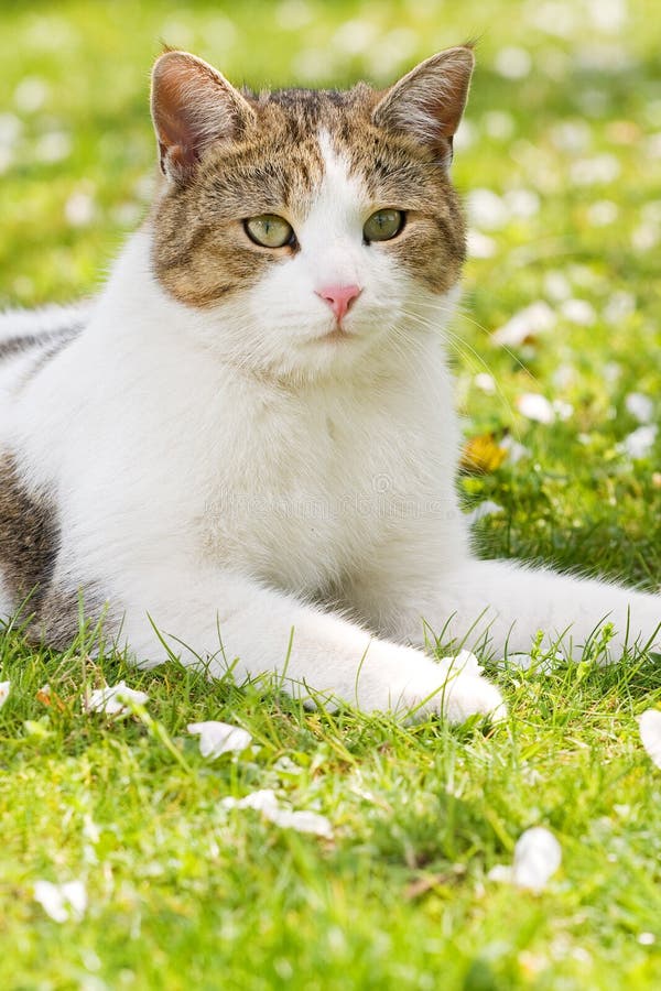 Greek Calico Cat at Wall Near Sea Stock Image - Image of looking, funny ...