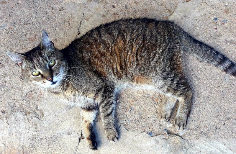 Cat Lying on the Ground stock image. Image of domestic - 125278199