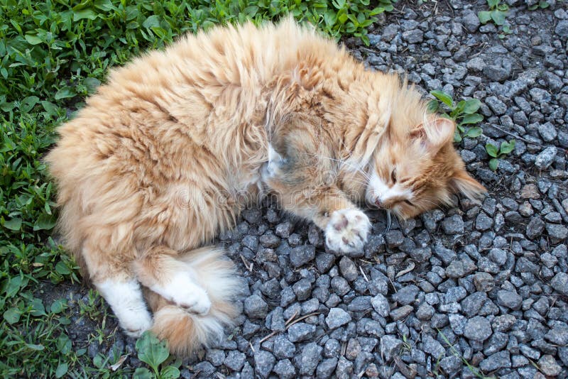 Cat stock image. Image of nature, grass, mammal, lying - 81867441