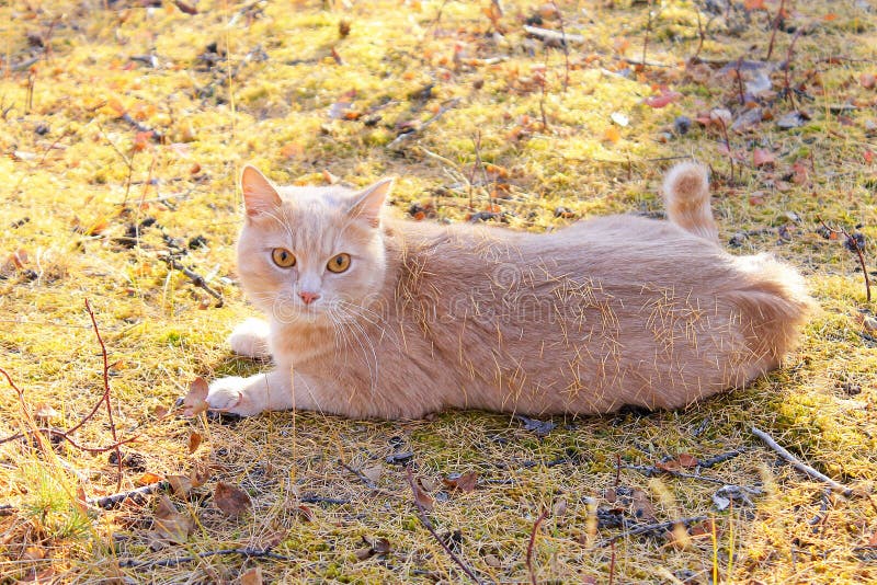Cat lying on the ground stock image. Image of recreation - 67260309