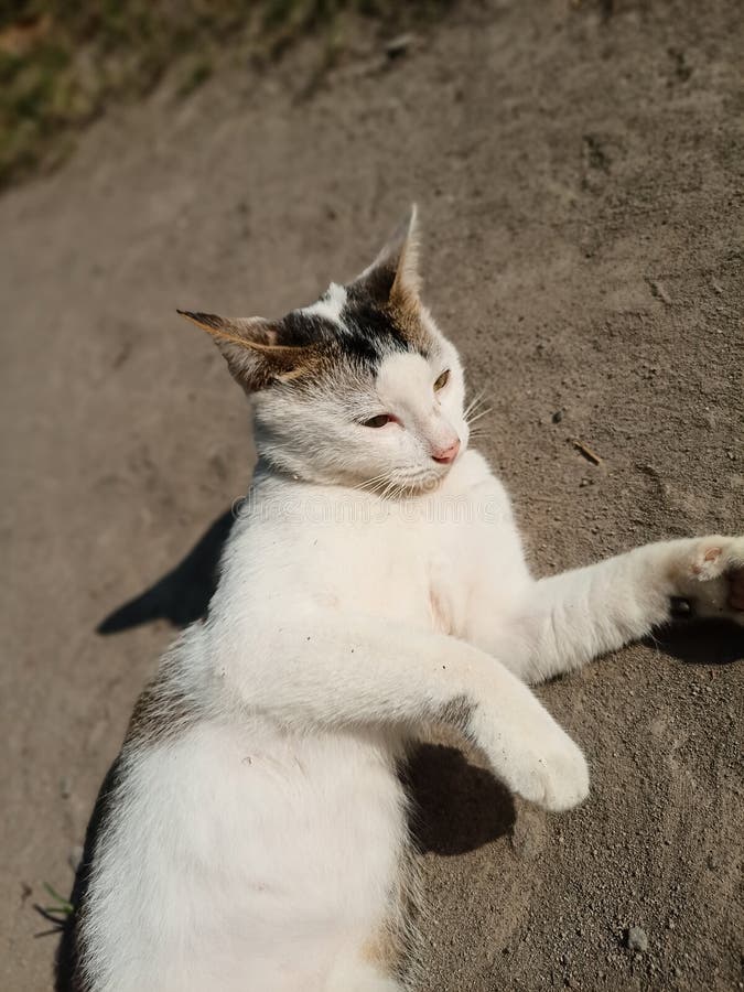 Cat lying on the ground stock photo. Image of skin, whiskers - 221809336