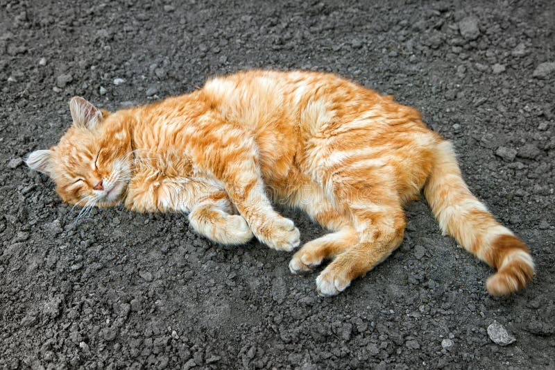The Cat is Lying on the Ground. Ginger Cat Outdoors Stock Image - Image ...