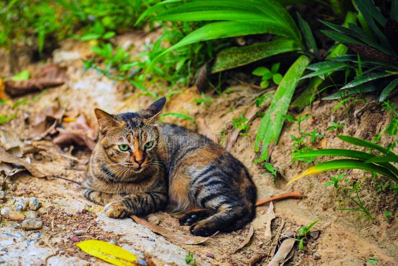 Cat lying on the ground. stock image. Image of brown - 91015427