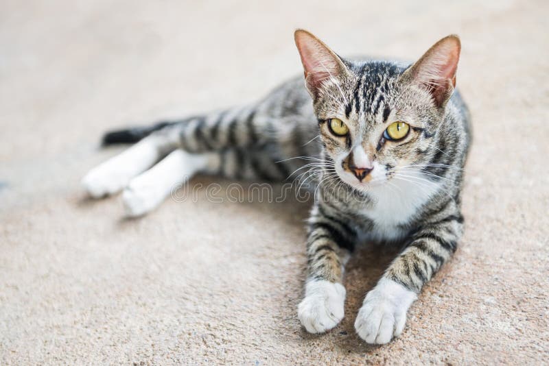 Cat lying on the ground stock photo. Image of nice, tail - 75269924