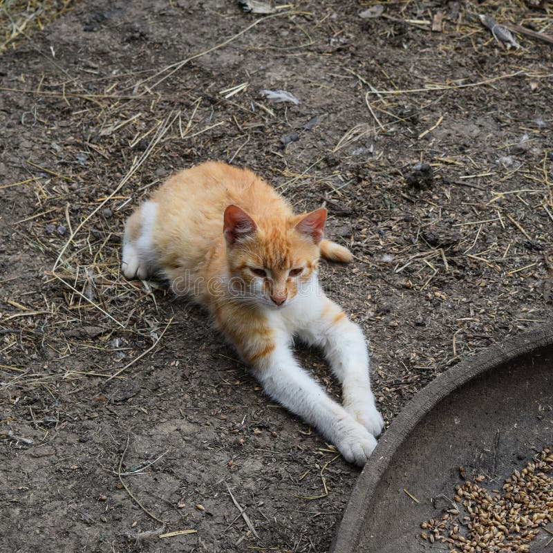 Cat lying on the ground stock image. Image of wallpaper - 135493619