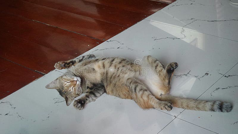 Cat lying on her back stock image. Image of happiness - 88238445