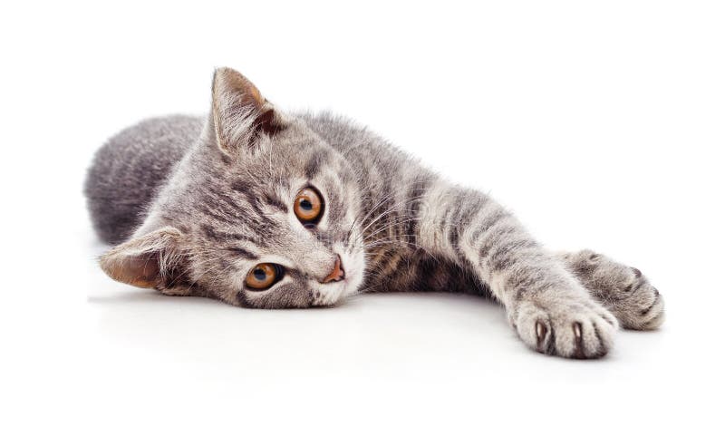 Cat lying on his side stock image. Image of feline, eyes - 235118383