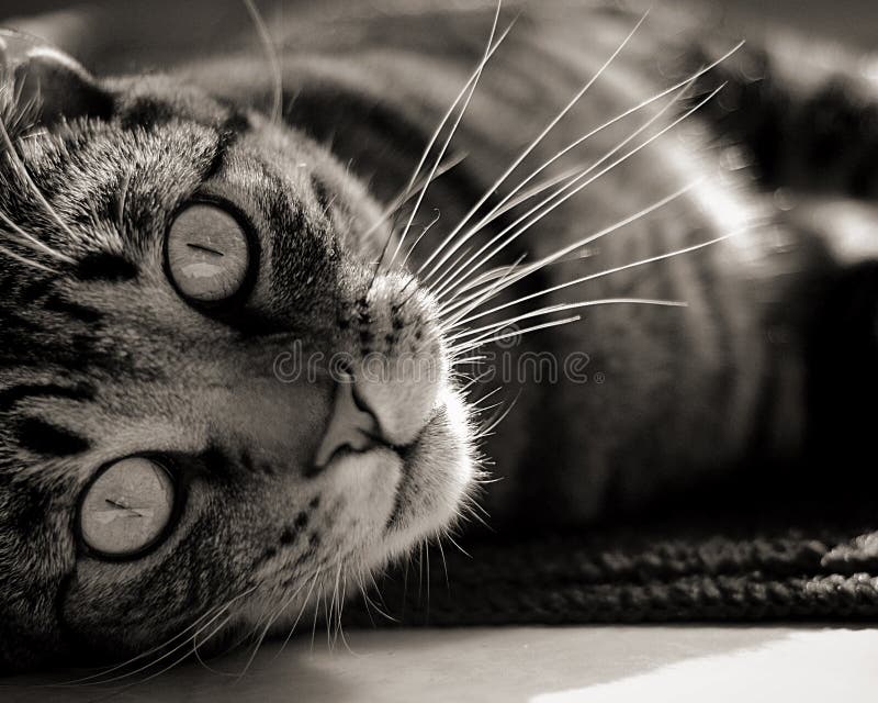 Cat lying on its side stock photo. Image of depth, tabby - 61369212