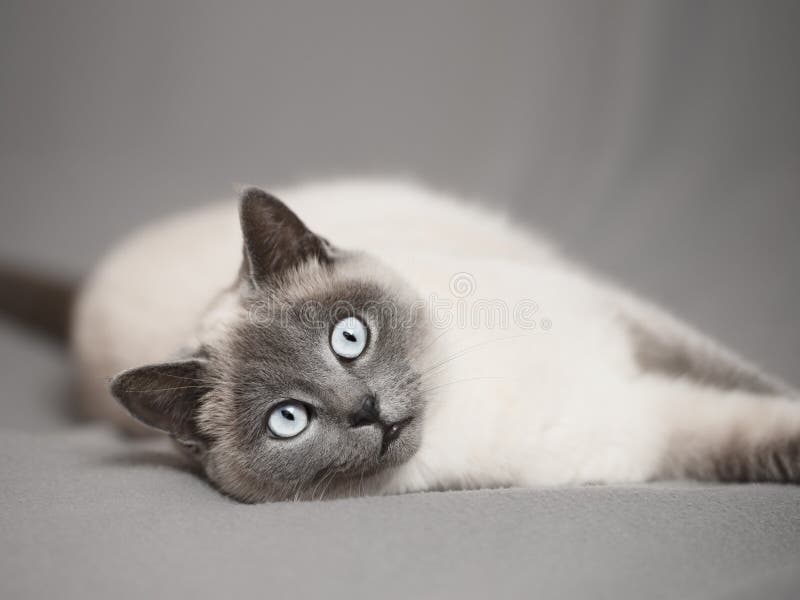 Cat Lying on Its Side Indoors Looking at the Camera Stock Image - Image ...