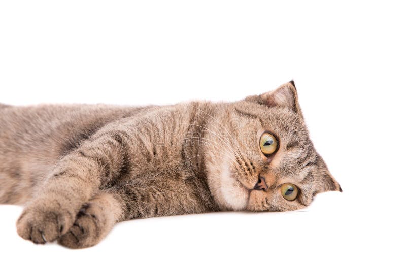 Cat Lying on Its Side. Striped Gray Cat Close-up Stock Photo - Image of ...