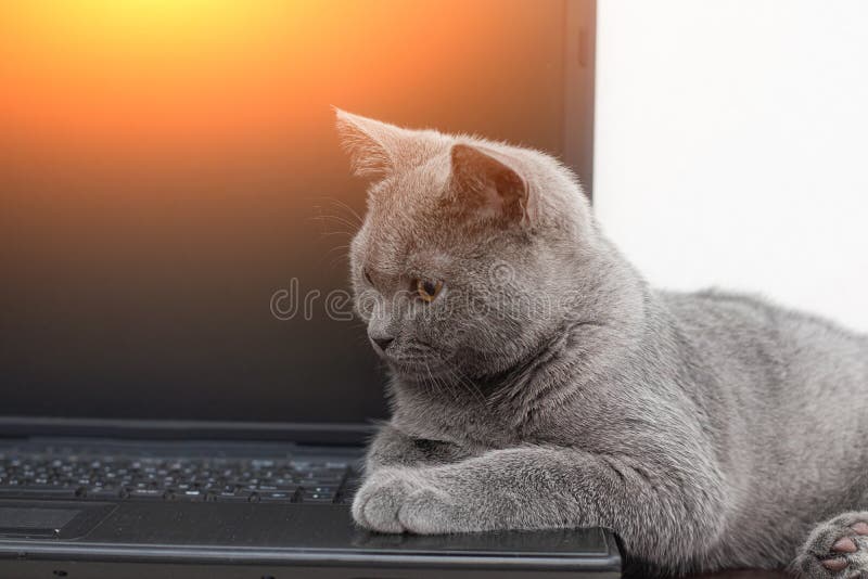 The Cat is Lying on the Laptop . Working on a Computer. Breed British ...