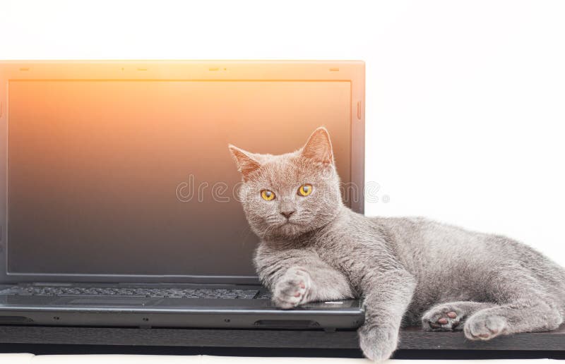 The Cat is Lying on the Laptop . Working on a Computer. Breed British ...