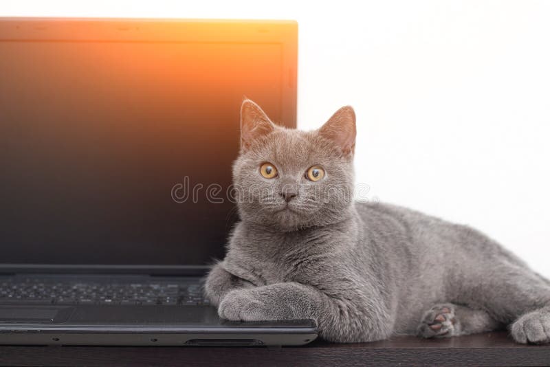 The Cat is Lying on the Laptop . Working on a Computer. Breed British ...