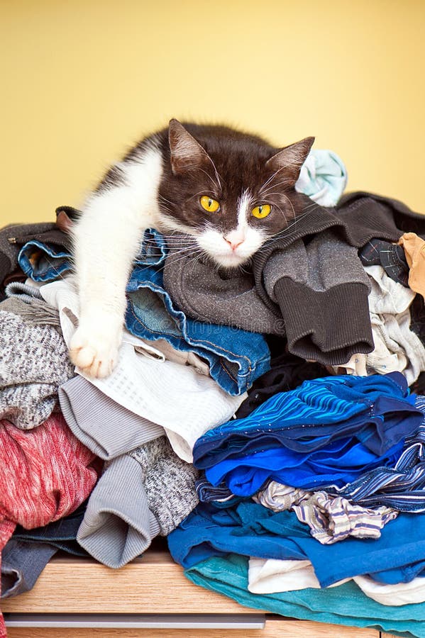 Cat Relaxing on Laundry stock image. Image of relaxing - 83198693