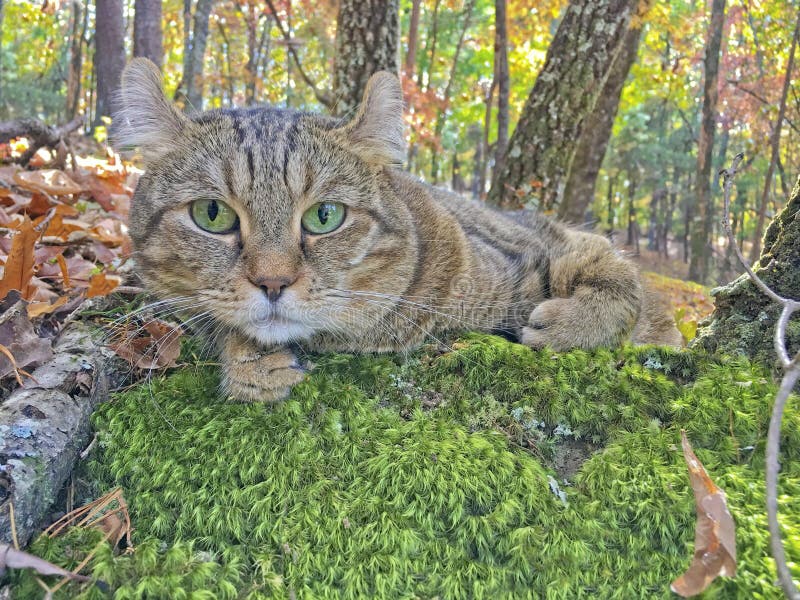 Cat Lying on Moss in the Woods Stock Photo - Image of adorable, mammal ...