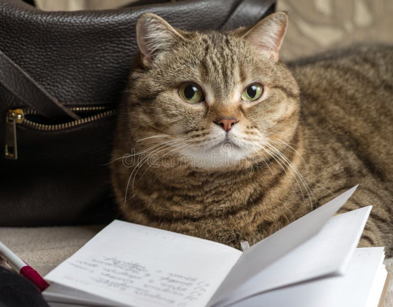 144 Cat Diary Photos - Free & Royalty-Free Stock Photos from Dreamstime