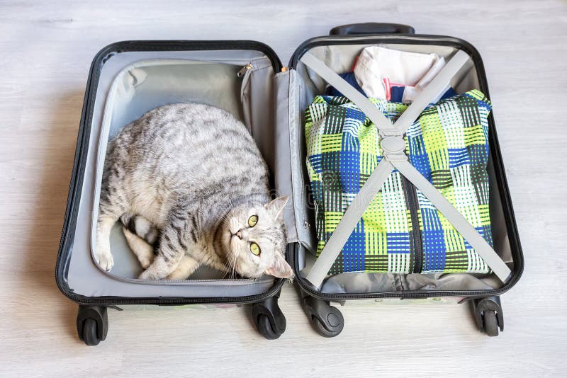 Funny Packing Suitcase Full Clothes Frazzled Stock Photos - Free ...