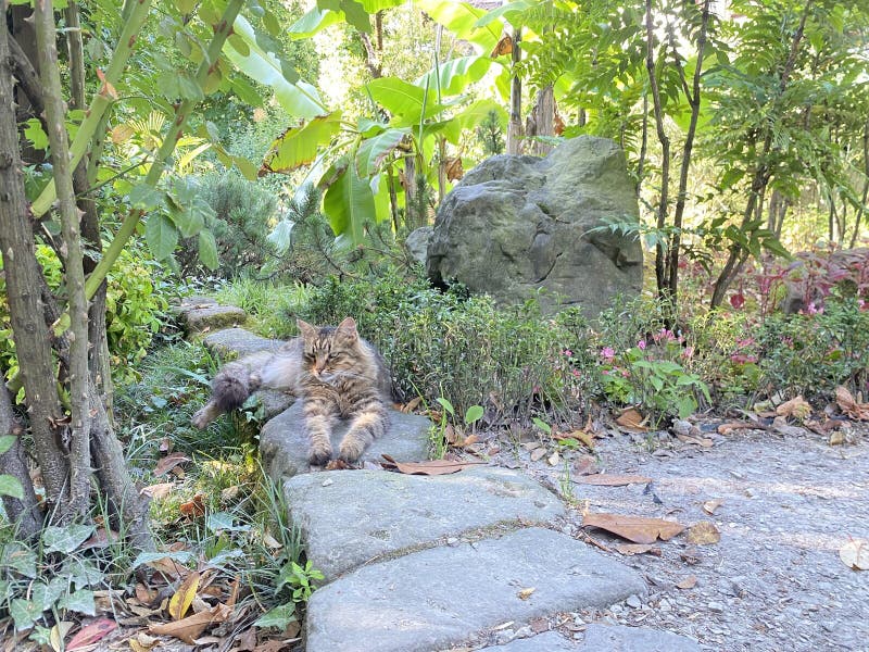 The Cat is Lying on the Path Surrounded by Greenery Stock Photo - Image ...